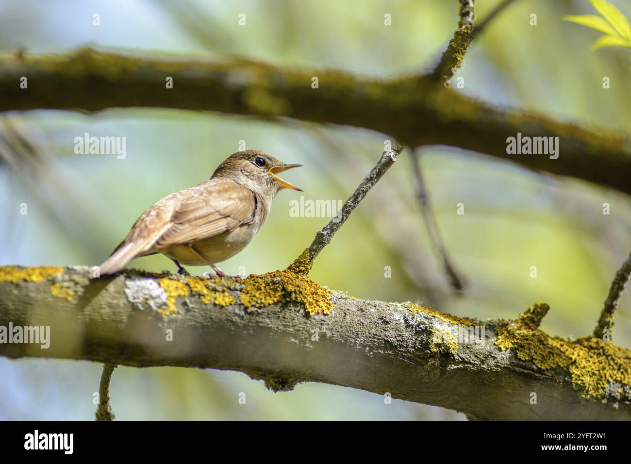 The nightingale sings, having opened a beak, sitting on a branch in a ...