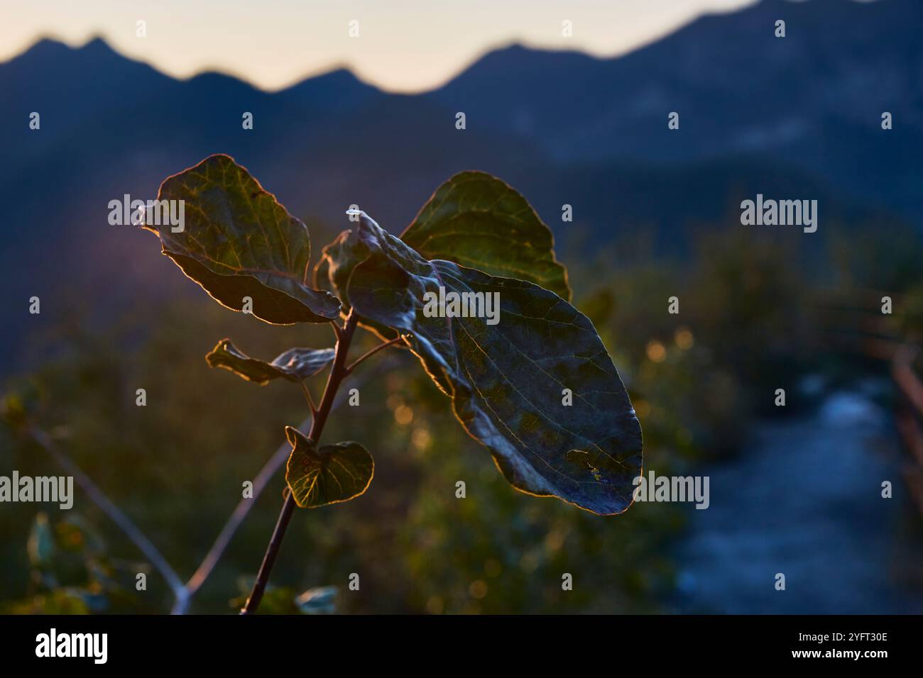 Green leaf in the back sunlight Stock Photo - Alamy