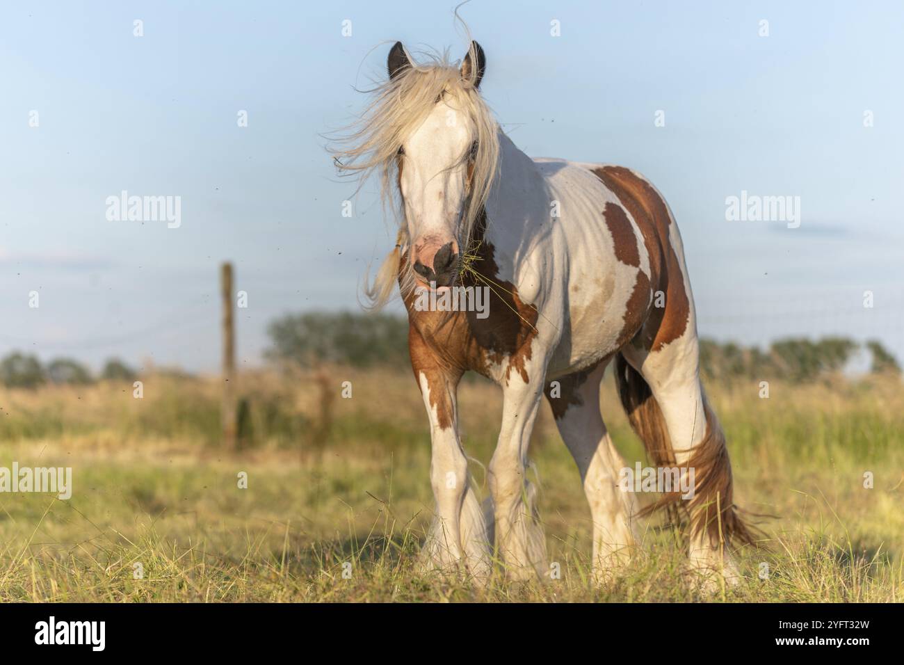 Irish cob horse hampered by flies in a pasture. Alsace, France, Europe ...