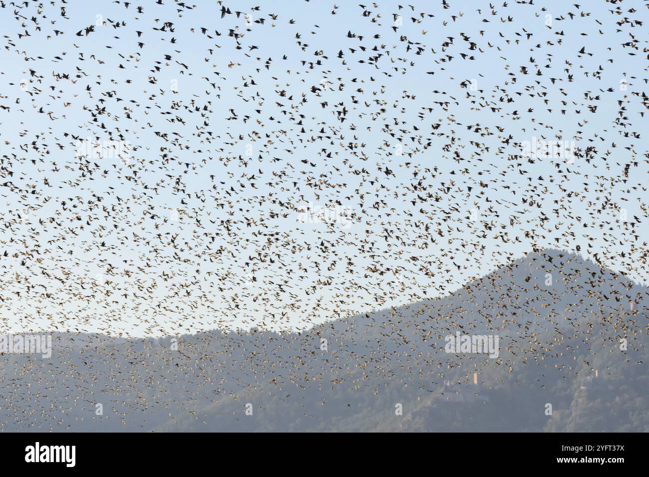 Cloud of starlings. Thousands of starlings synchronize their flight in autumn. France Stock ...