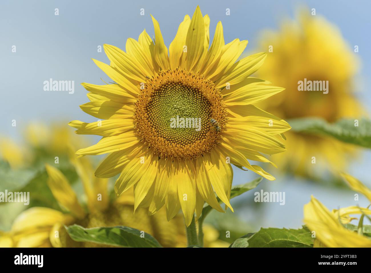 Field empty sunflowers hi-res stock photography and images - Alamy
