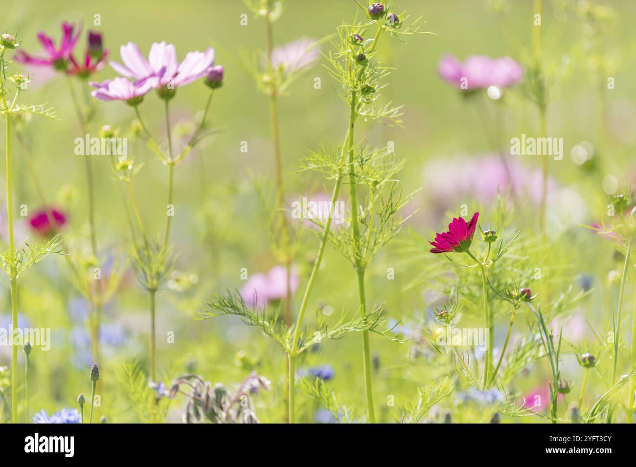 Flower fields grown to protect insects in a village Stock Photo - Alamy