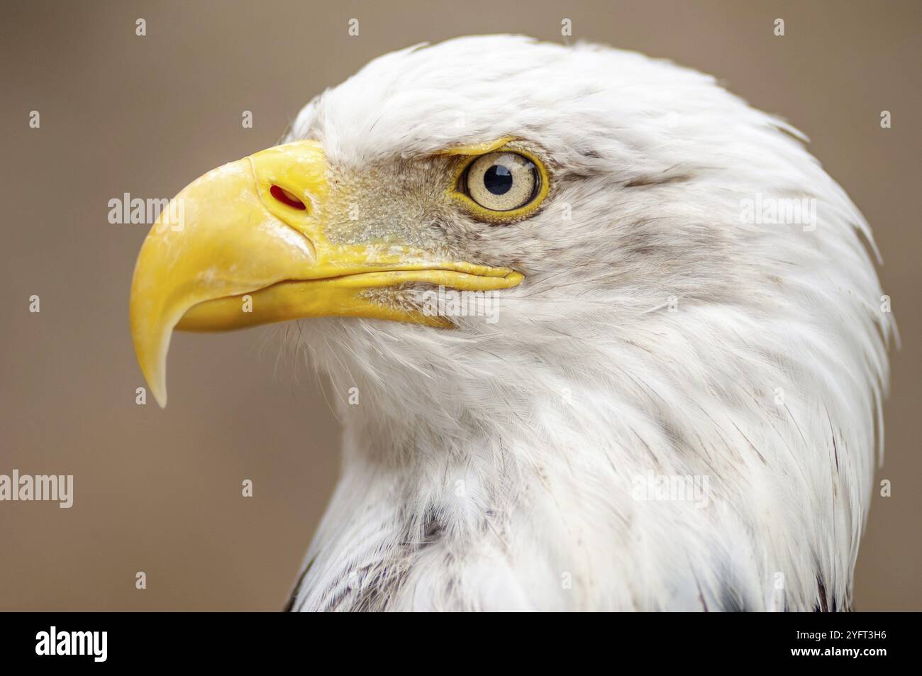 Bald Headed Eagle, close up shot with blurred background Stock Photo ...