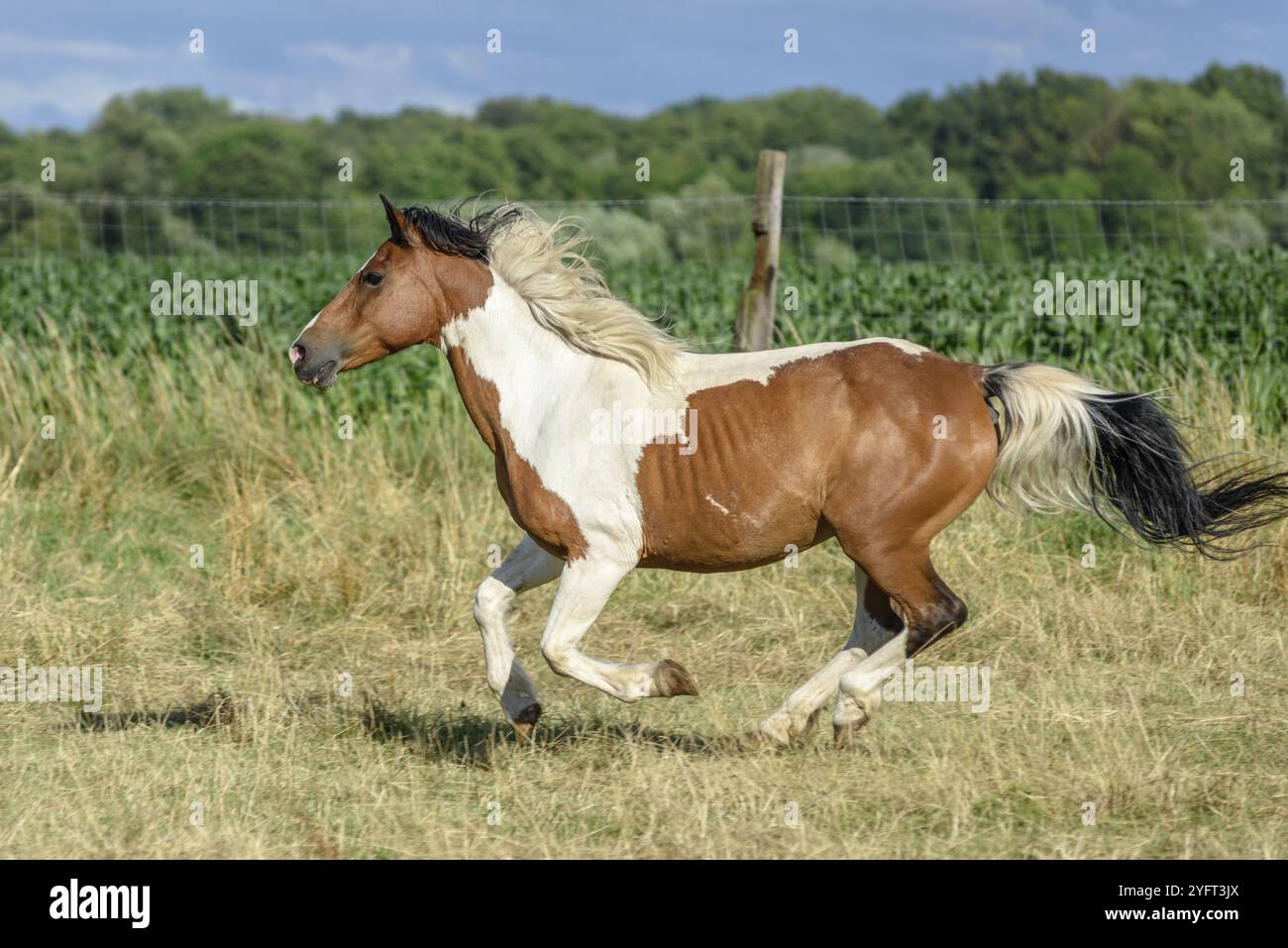Ponies running in a pasture in the French countryside Stock Photo - Alamy