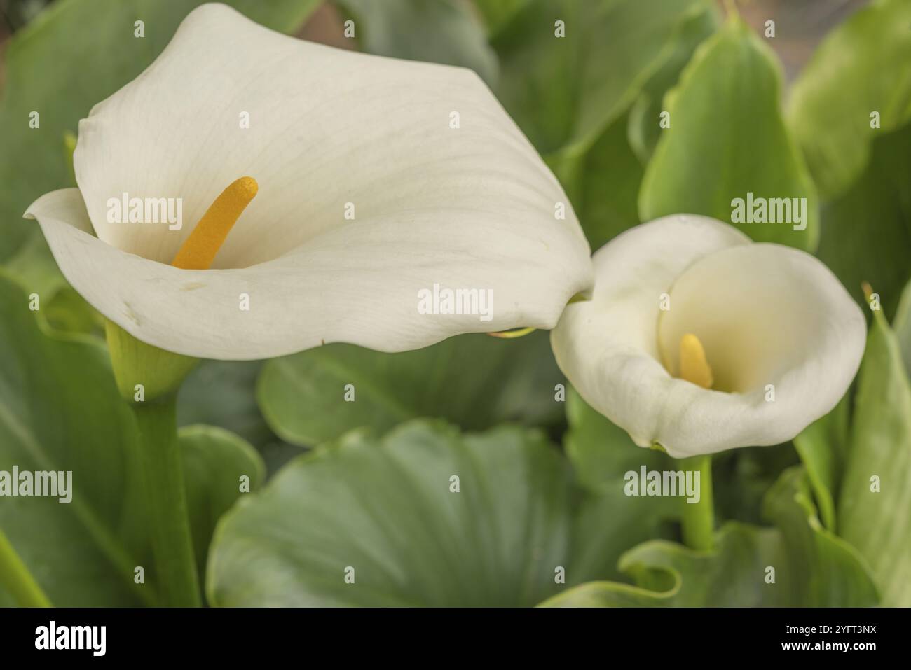 Arum photographs hi-res stock photography and images - Alamy