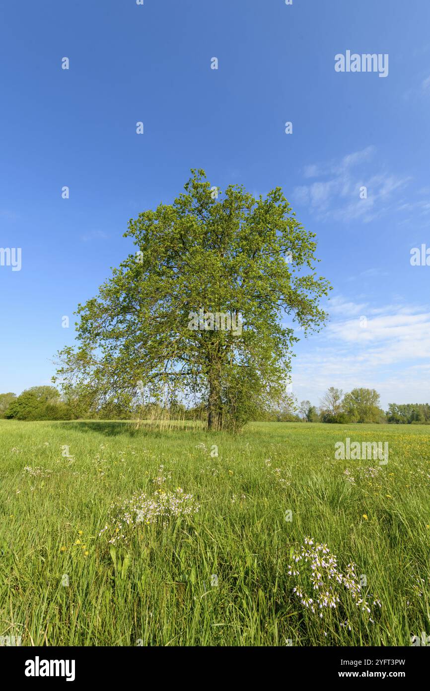 Oak tree in a meadow in spring in a light green landscape in France ...