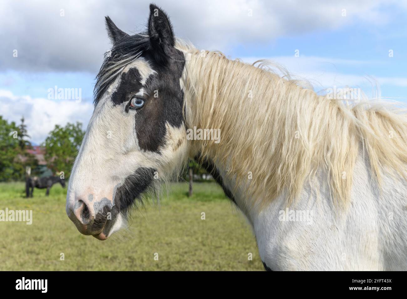 Portrait of an irish cob horse with blue eyes. Pasture of the French ...
