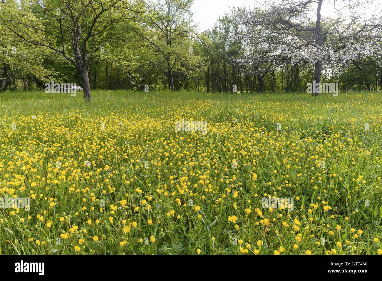 Fruit tree orchard in early spring in France Stock Photo - Alamy