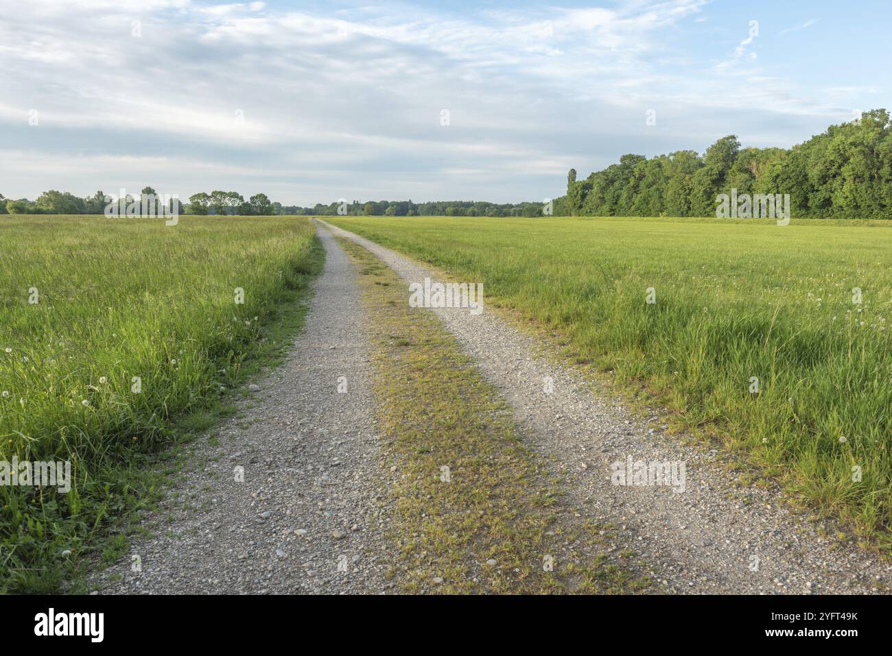 Walking path in the middle of green meadows in spring Stock Photo - Alamy