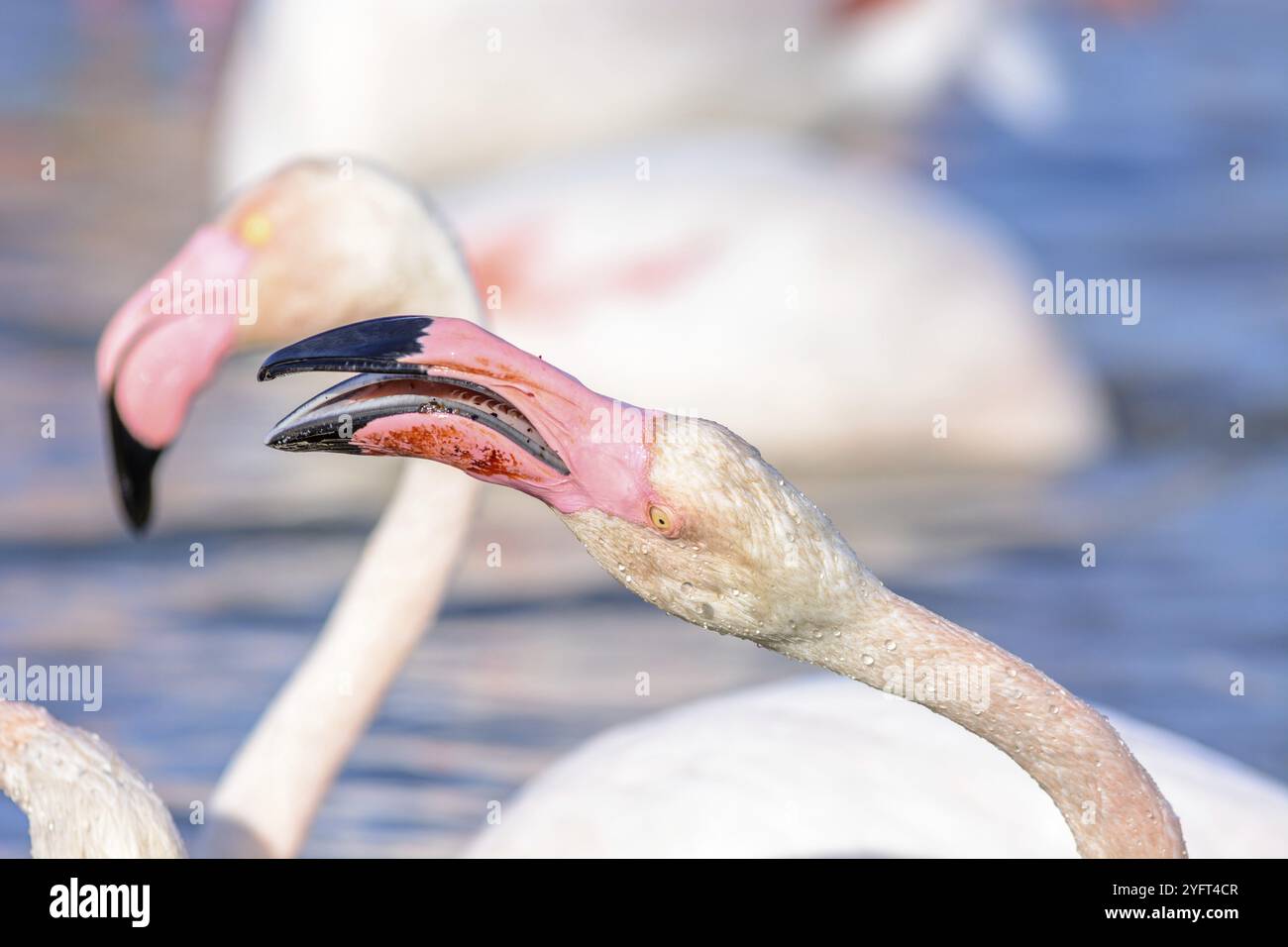 Birds head flamingo looks in hi-res stock photography and images - Alamy
