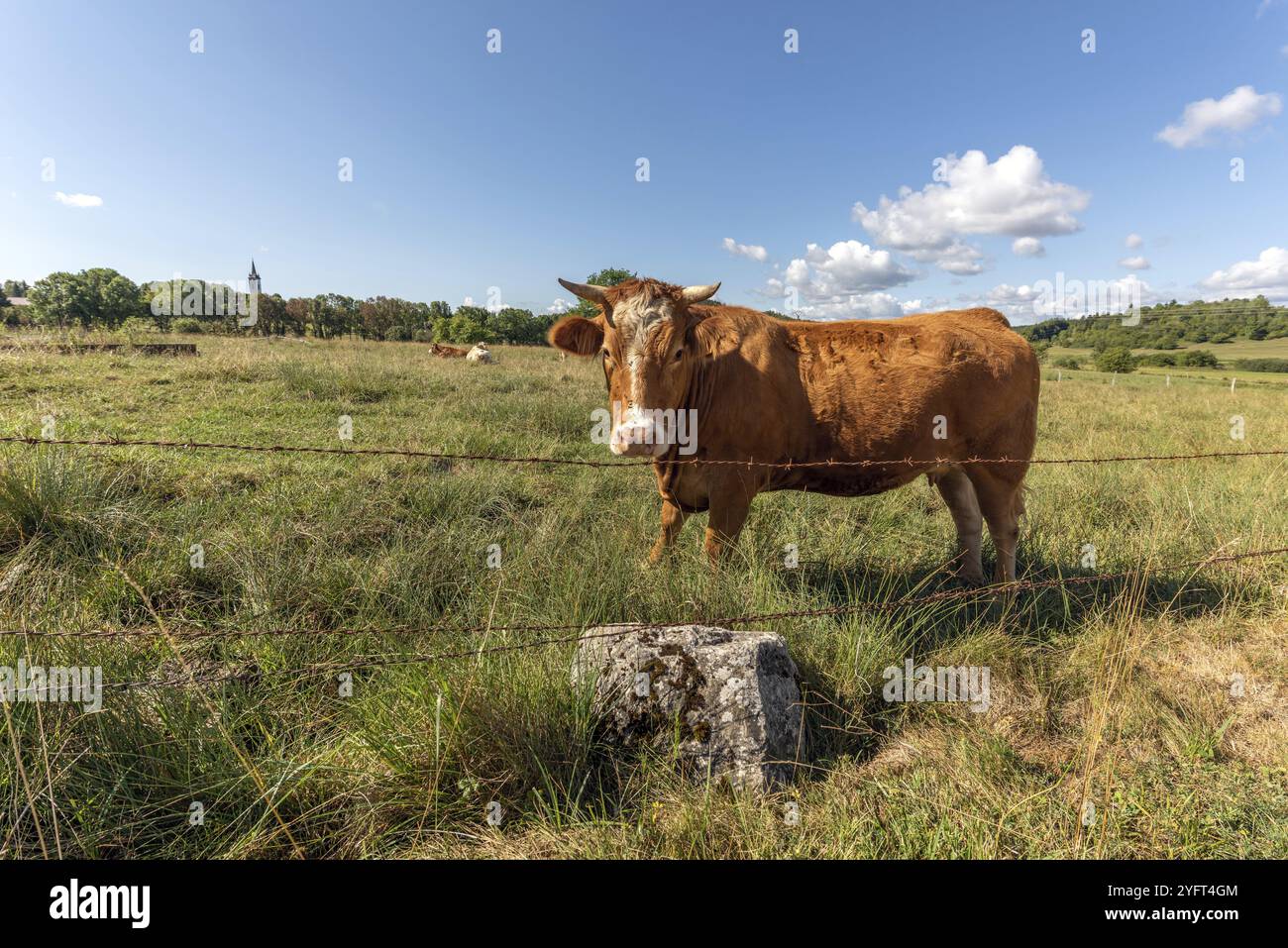 French farm animals hi-res stock photography and images - Alamy
