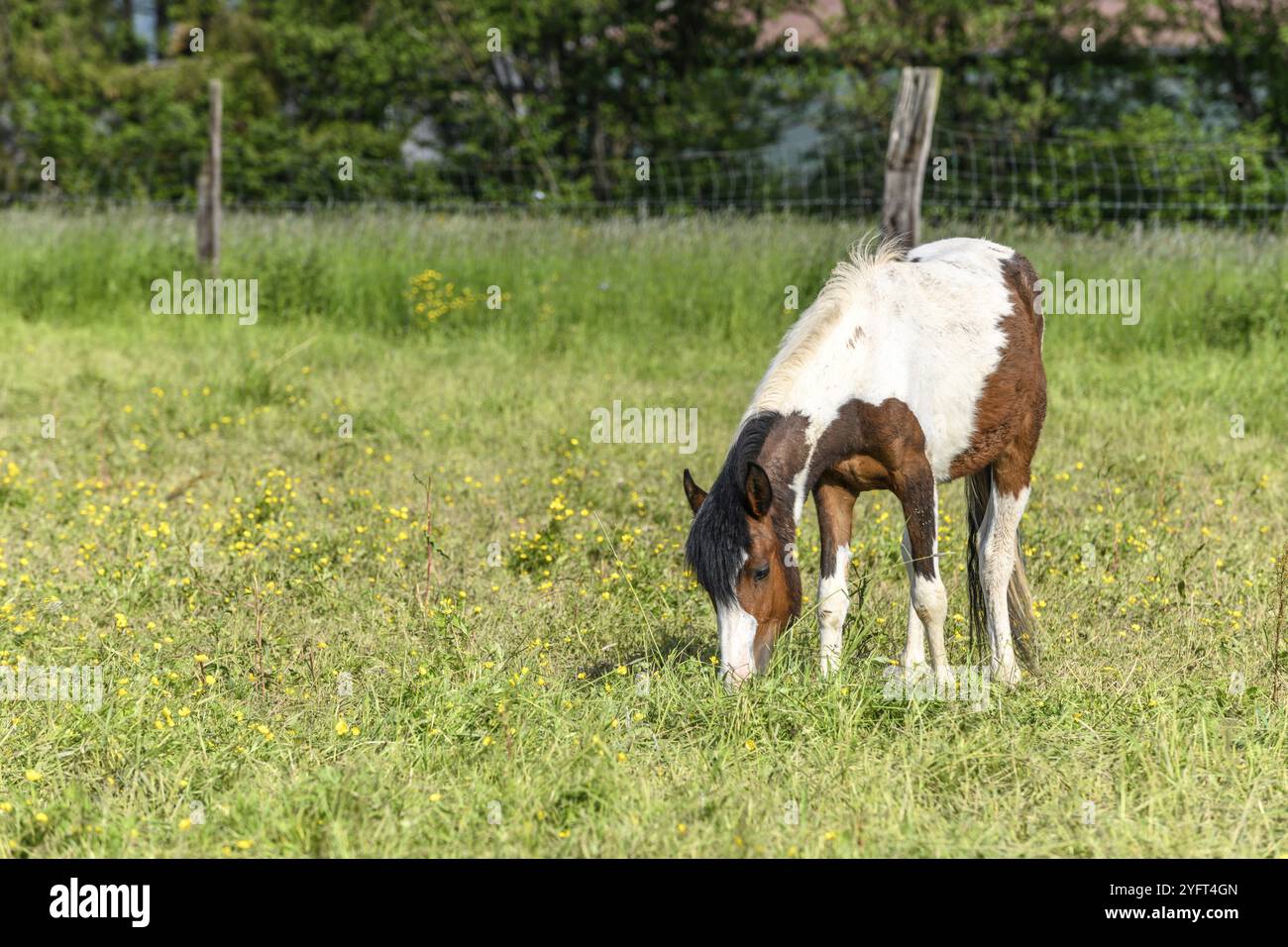 Pony in a pasture in spring. Horses in the French countryside Stock ...