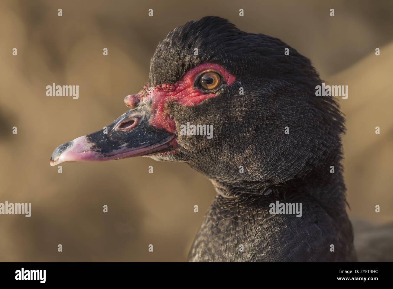 Portrait of brown Muscovy duck escaped in nature. Alsace, France ...