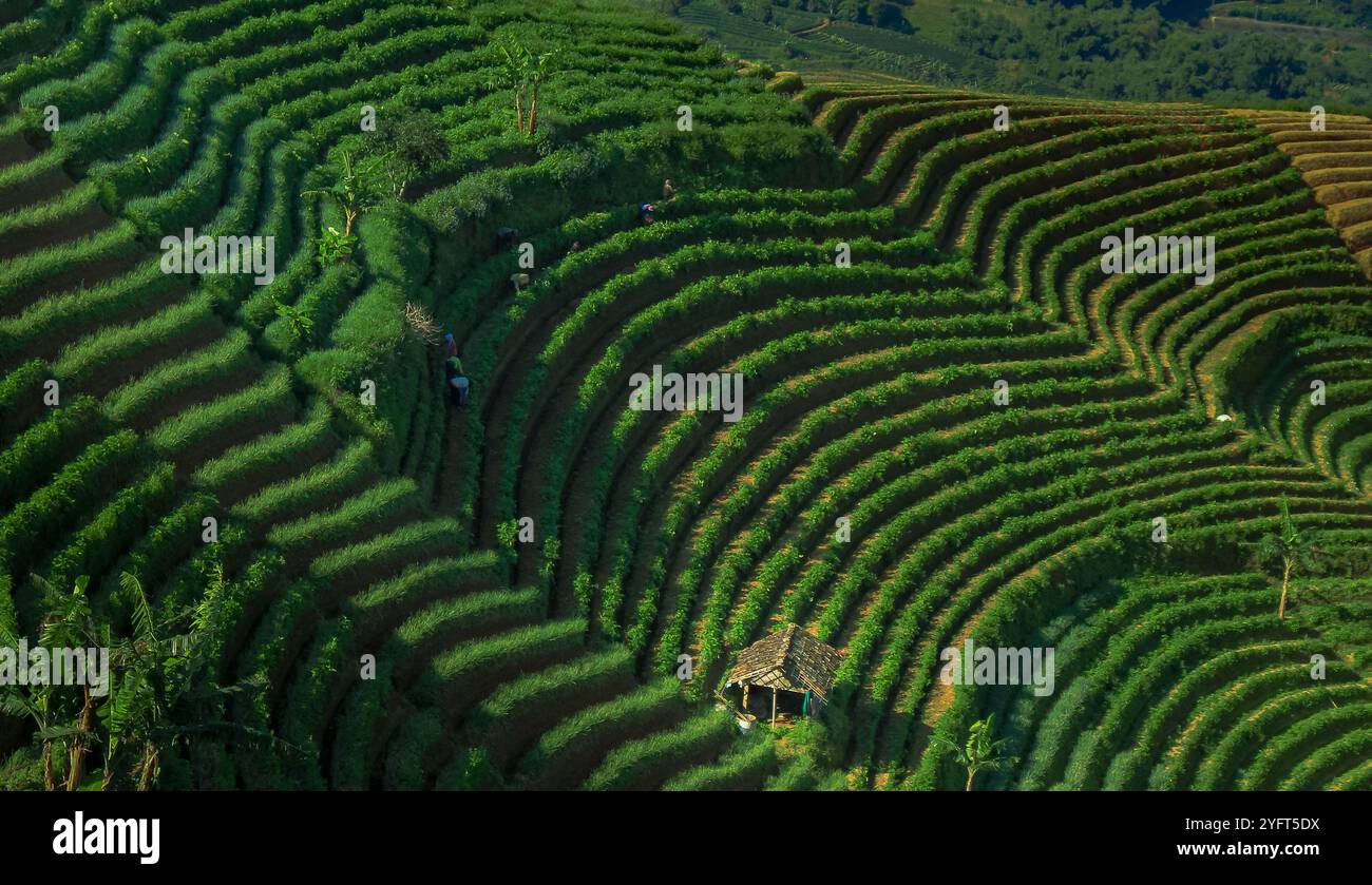Green terraces with huts in between and some farmers at work Stock ...