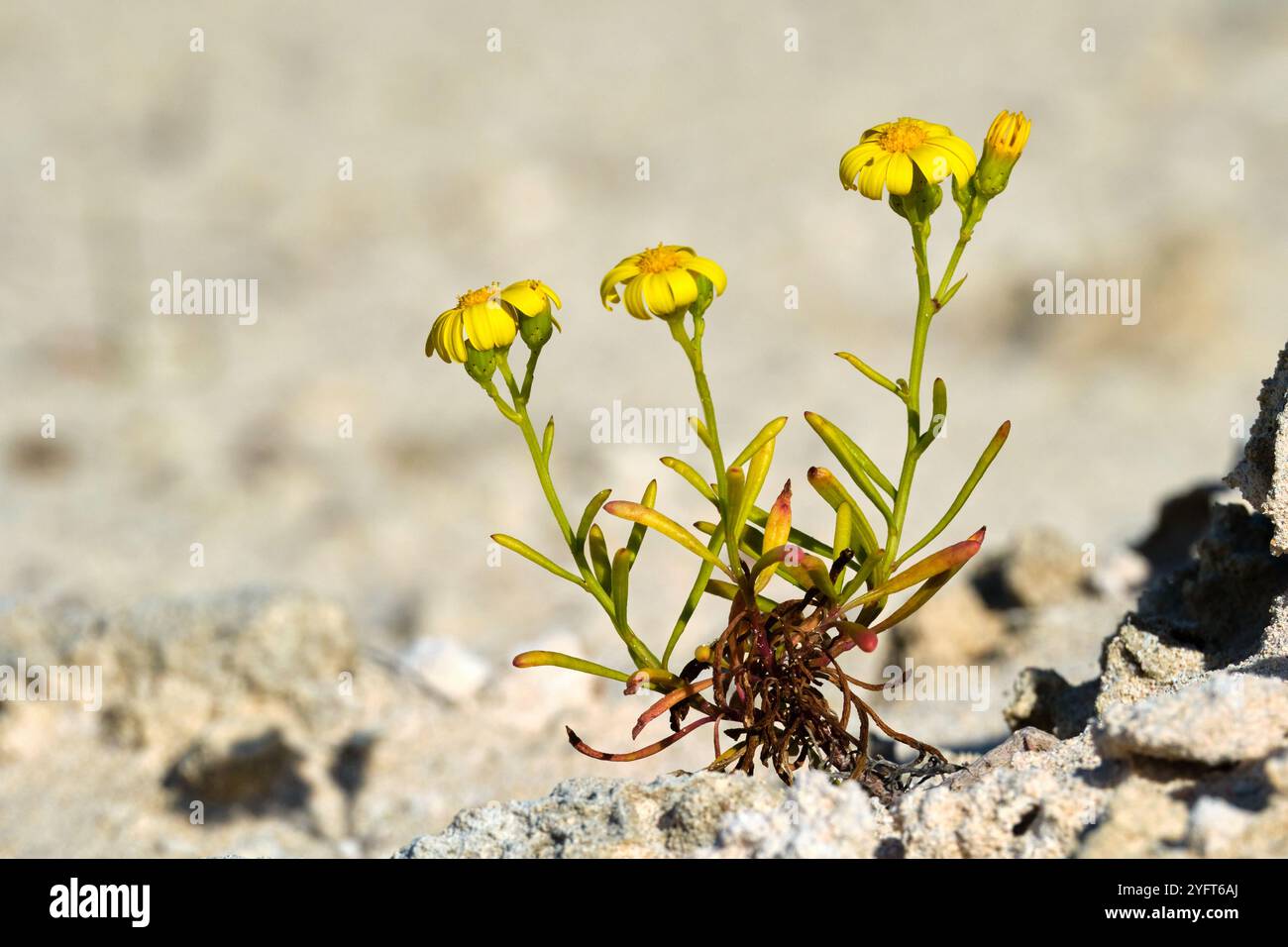Yellow Senecio flowers with exposed roots growing in harsh conditions ...