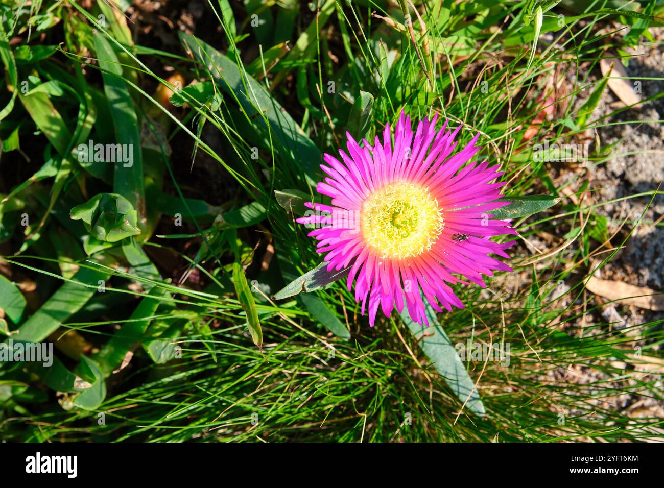 The pink flower of Carpobrotus rossii, commonly known as Karkalla, Pig ...