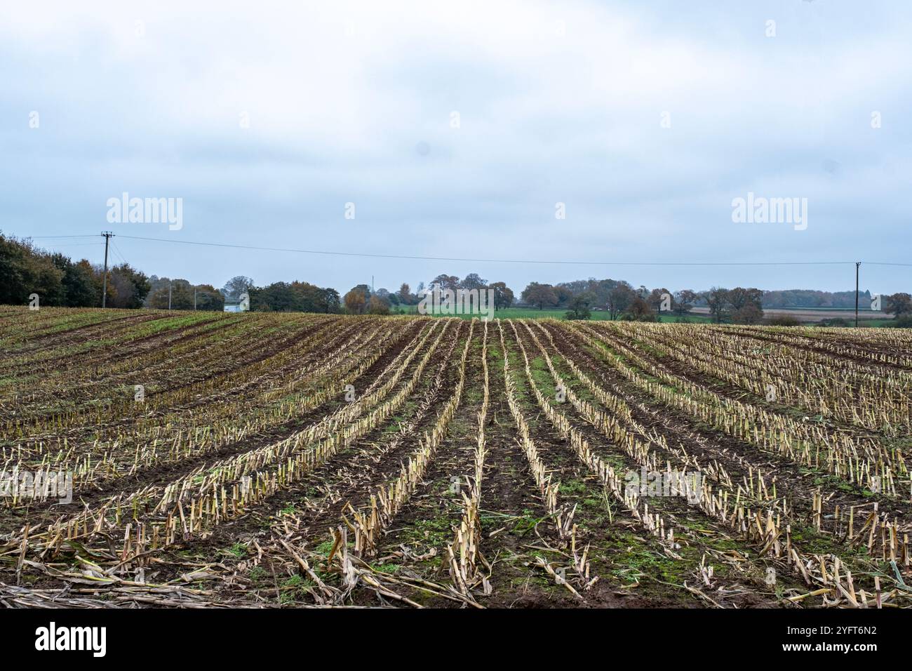 Harvest mais or corn field in the Cheshire countryside UK Stock Photo ...