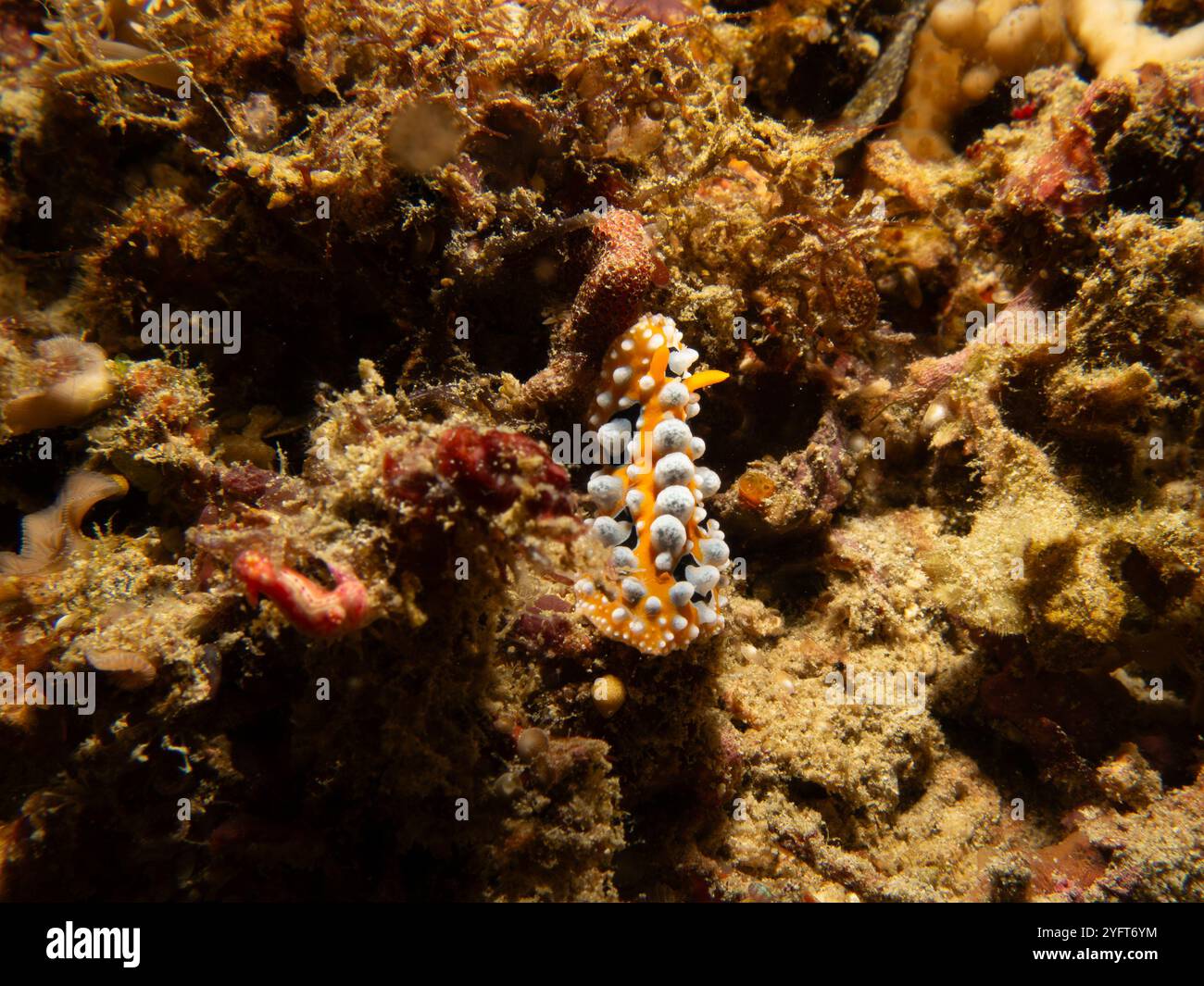 Bright yellow and white Ocellated Phyllidia nudibranch, Phyllidia ...