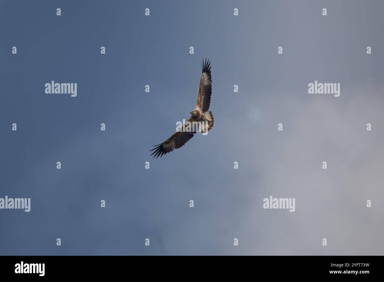 White-bellied Sea-Eagle (Icthyophaga leucogaster Stock Photo - Alamy