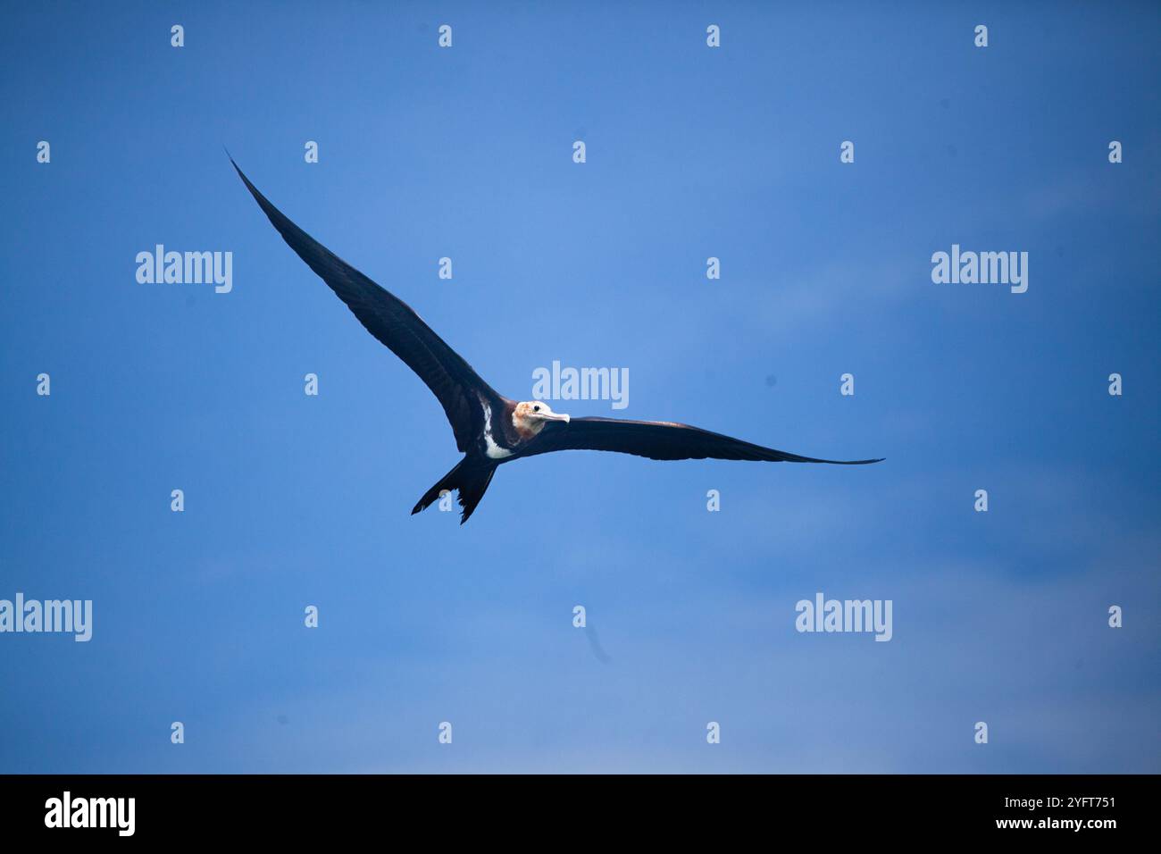 Frigate birds caribbean hi-res stock photography and images - Alamy