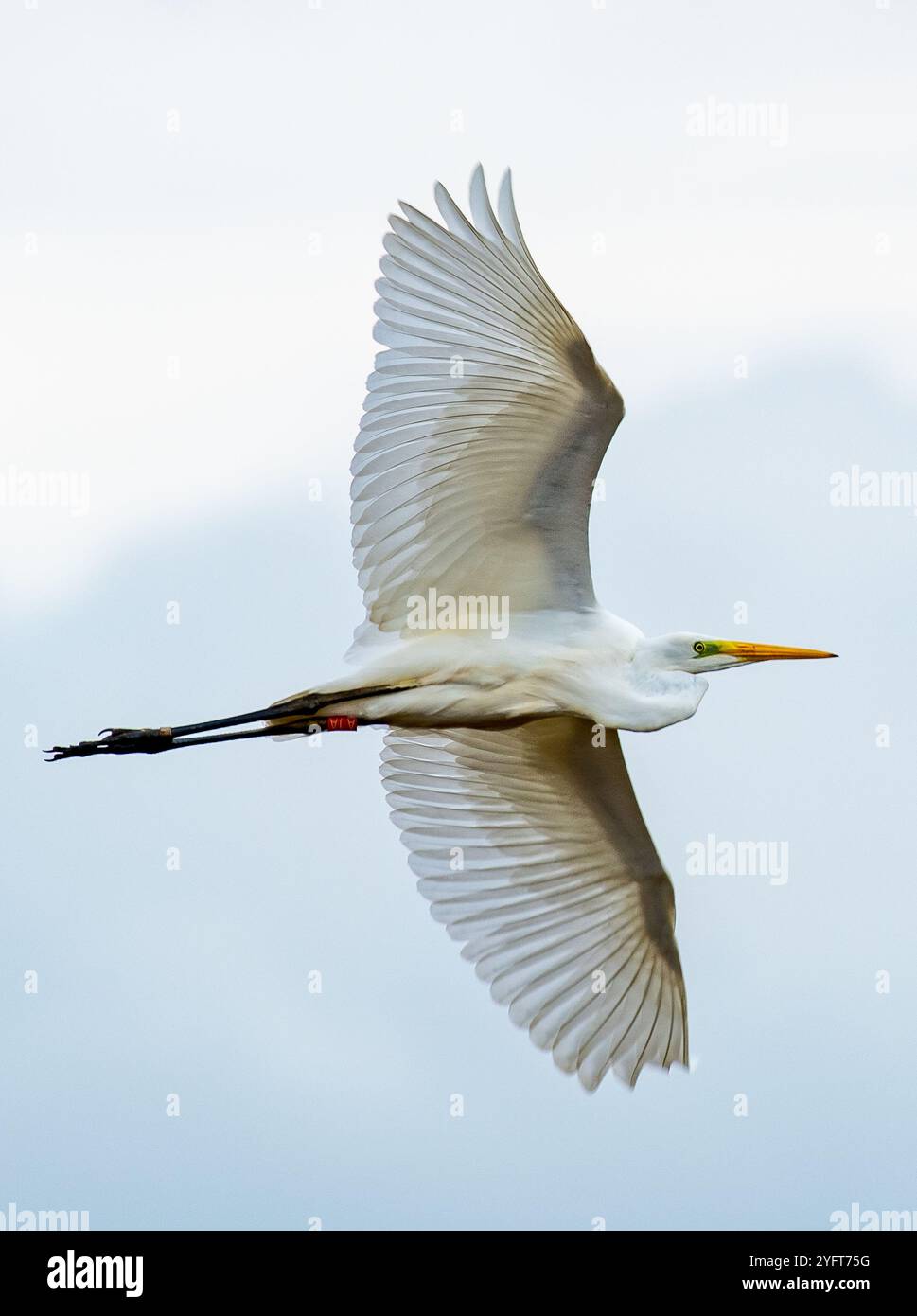 Flying egret hi-res stock photography and images - Alamy