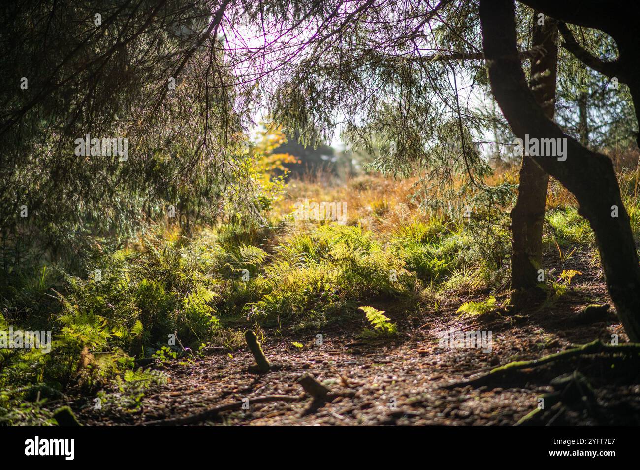 Beacon fell country park hi-res stock photography and images - Alamy