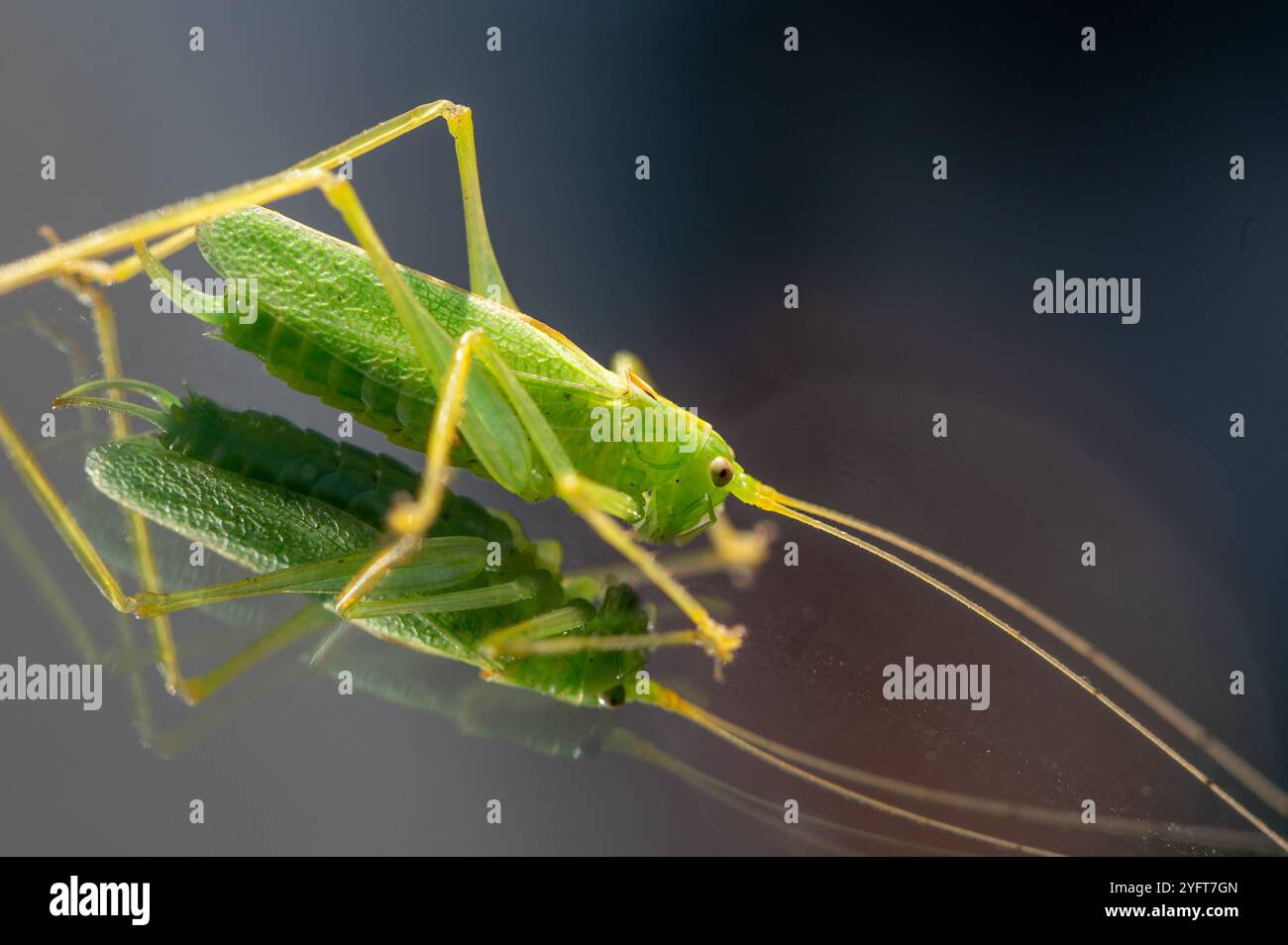 Cricket insect uk hi-res stock photography and images - Alamy