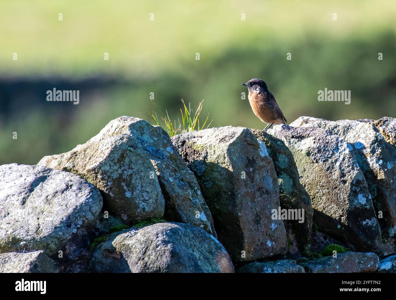 Female european stonechat hi-res stock photography and images - Alamy