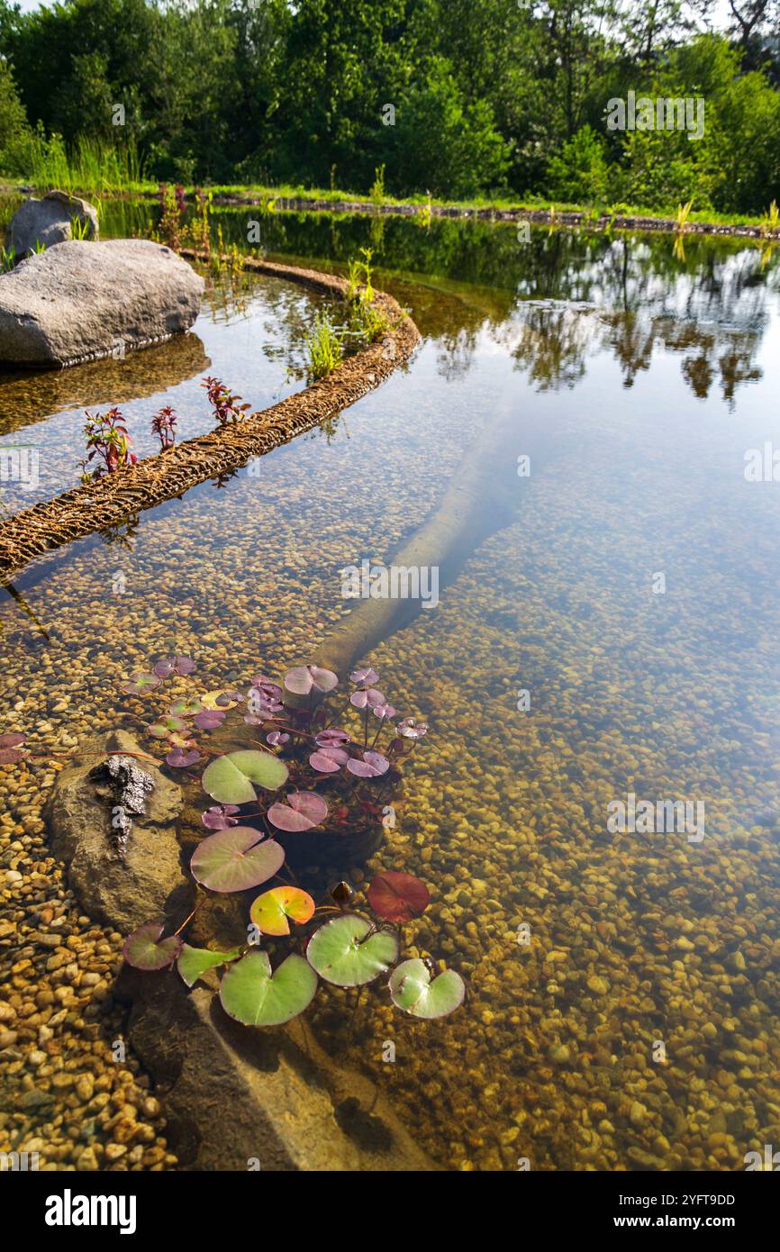 Plants used at natural swimming pool for filtering water without ...