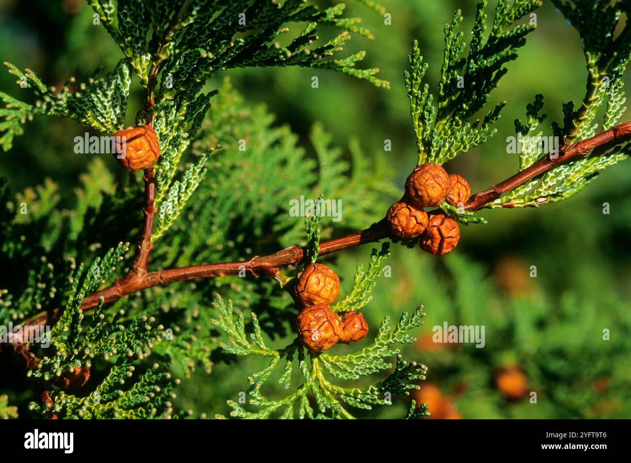 Hinoki-Scheinzypresse, Hinoky-Scheinzypresse, Muschel-Zypresse, Feuer ...