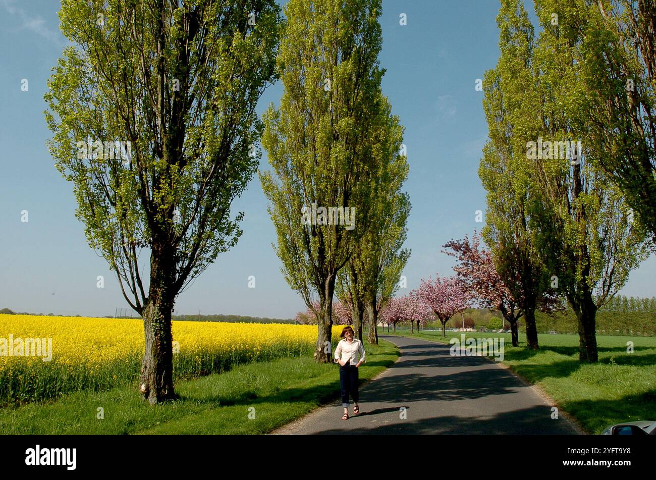 Avenue of Poplar trees in Normandy in Springtime France 2004 Stock ...