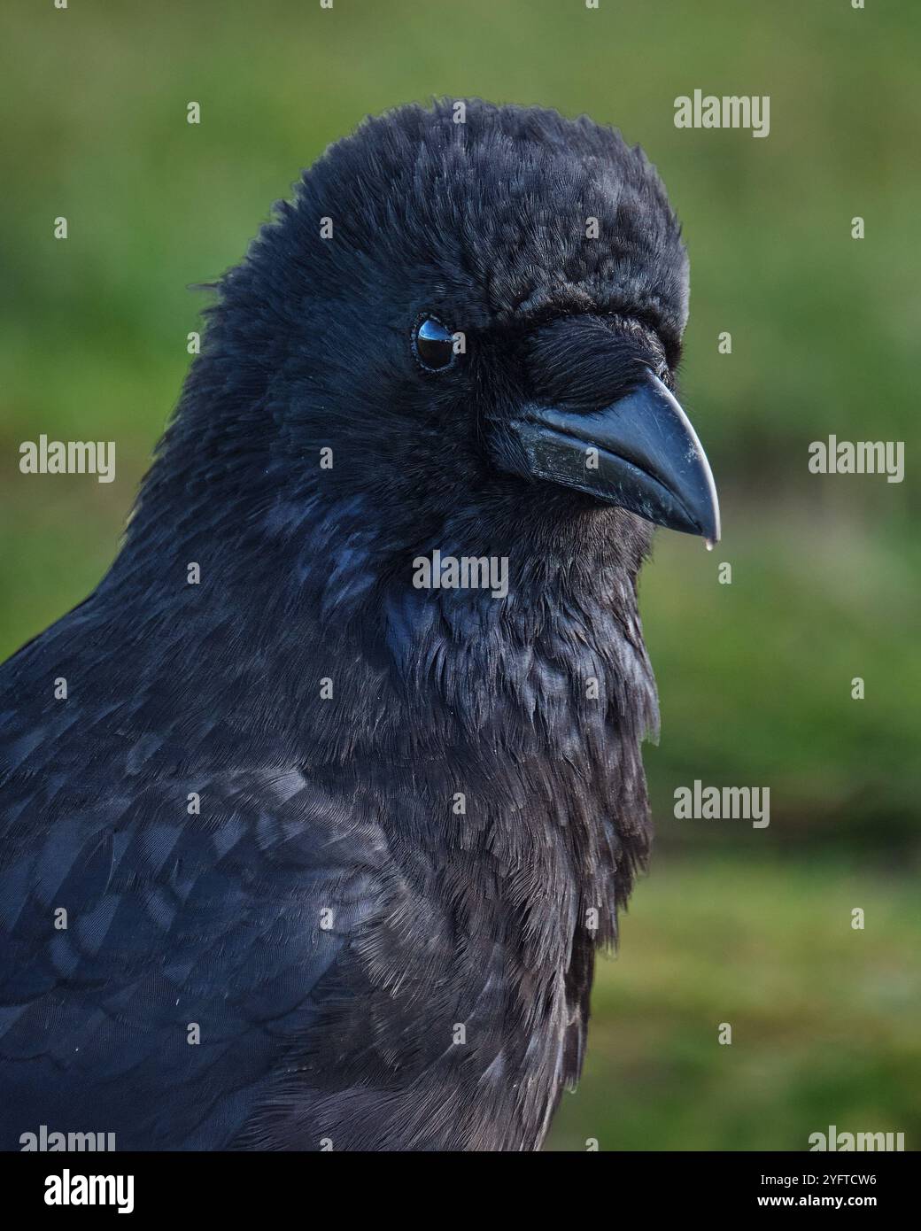 Crow stick bird hi-res stock photography and images - Alamy