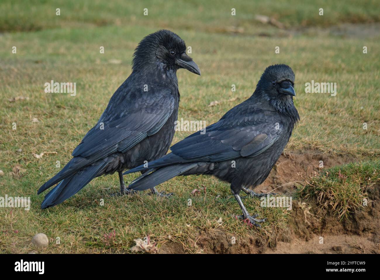 Crow stick bird hi-res stock photography and images - Alamy