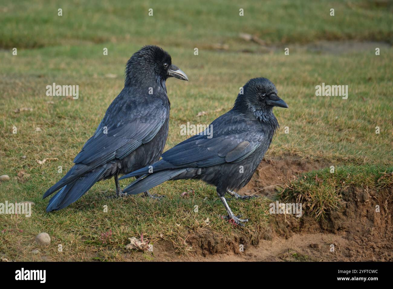 Crow stick bird hi-res stock photography and images - Alamy