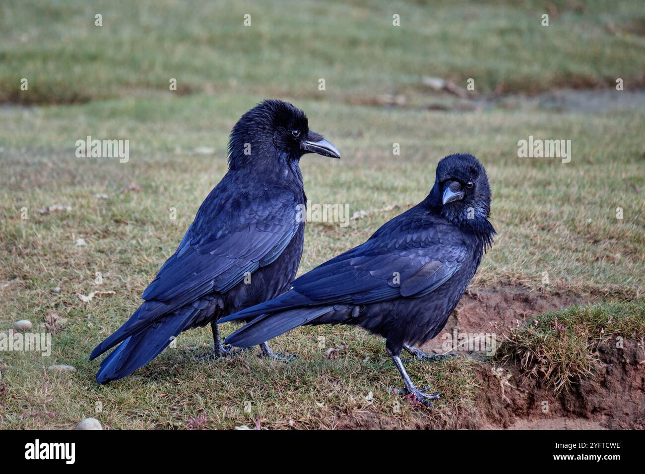 Crow with blue eyes hi-res stock photography and images - Alamy