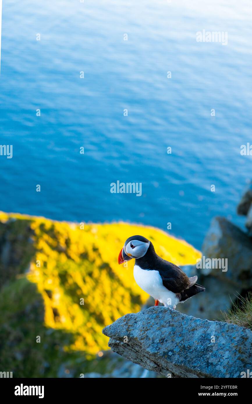 Atlantic Puffins bird or common puffin on a blue ocean background ...