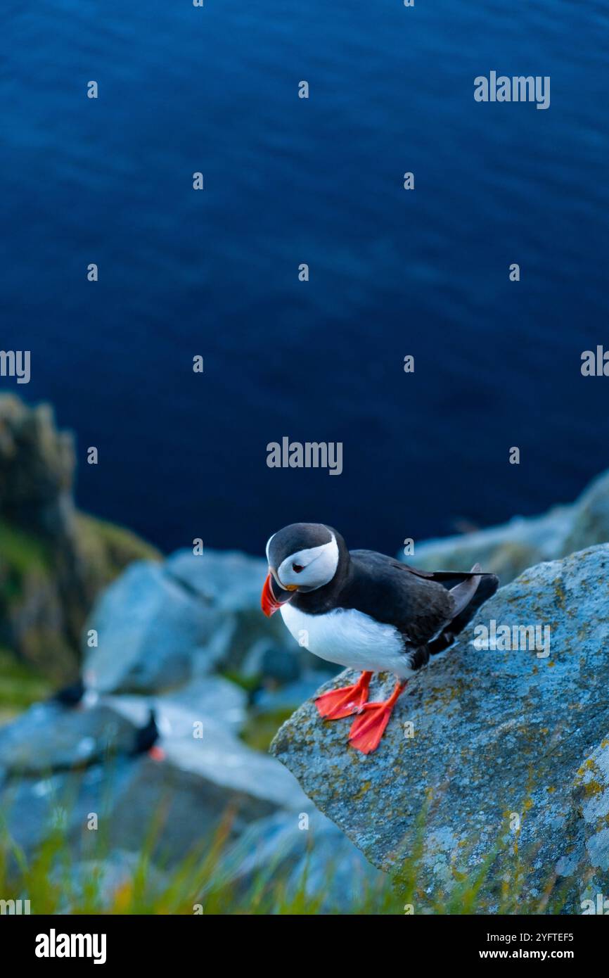 Atlantic Puffins bird or common puffin on a blue ocean background ...