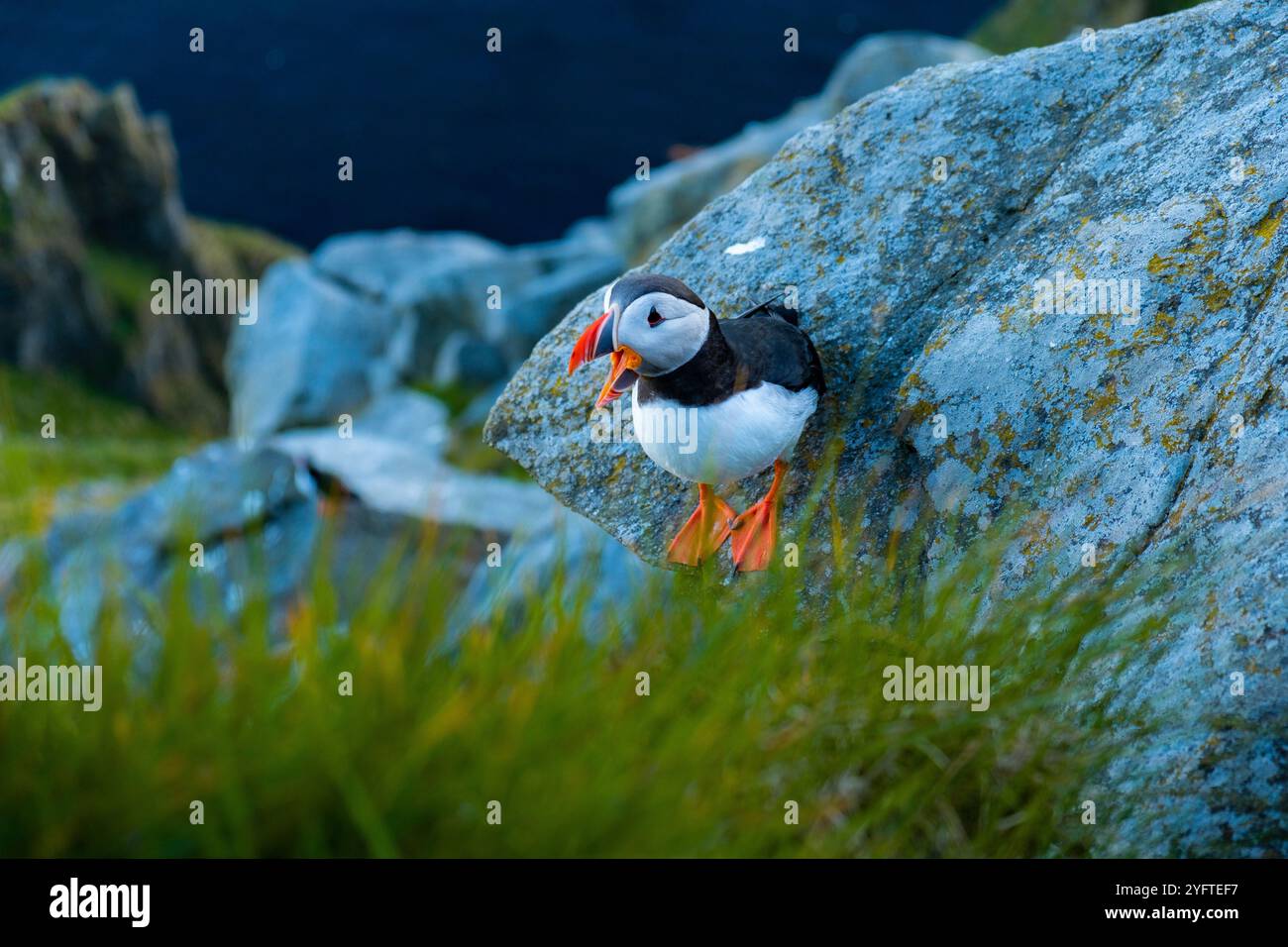Atlantic Puffins bird or common puffin on a blue ocean background ...