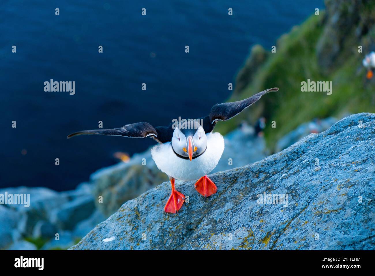 Atlantic Puffins bird or common puffin on a blue ocean background ...