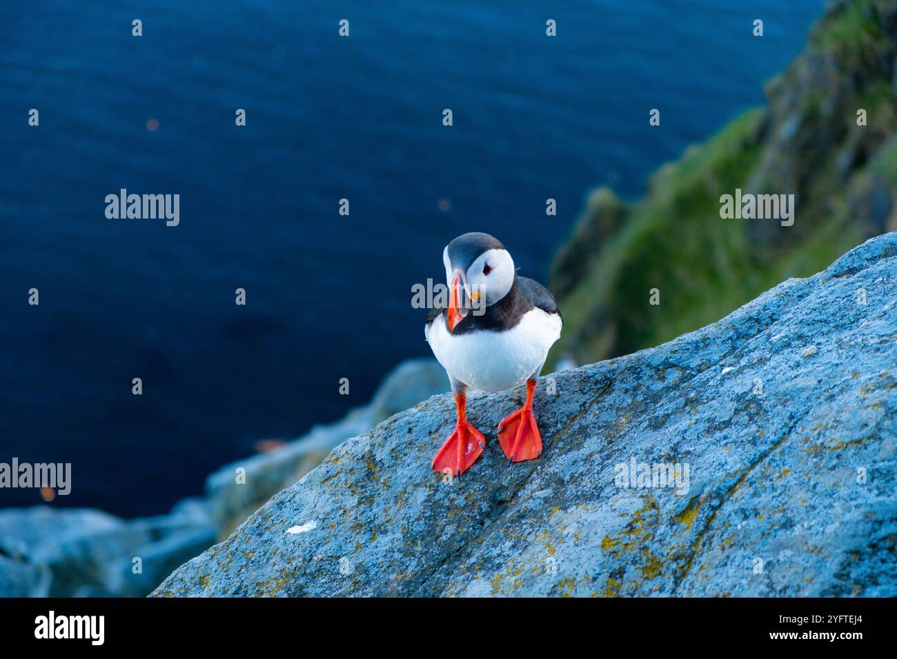 Atlantic Puffins bird or common puffin on a blue ocean background ...