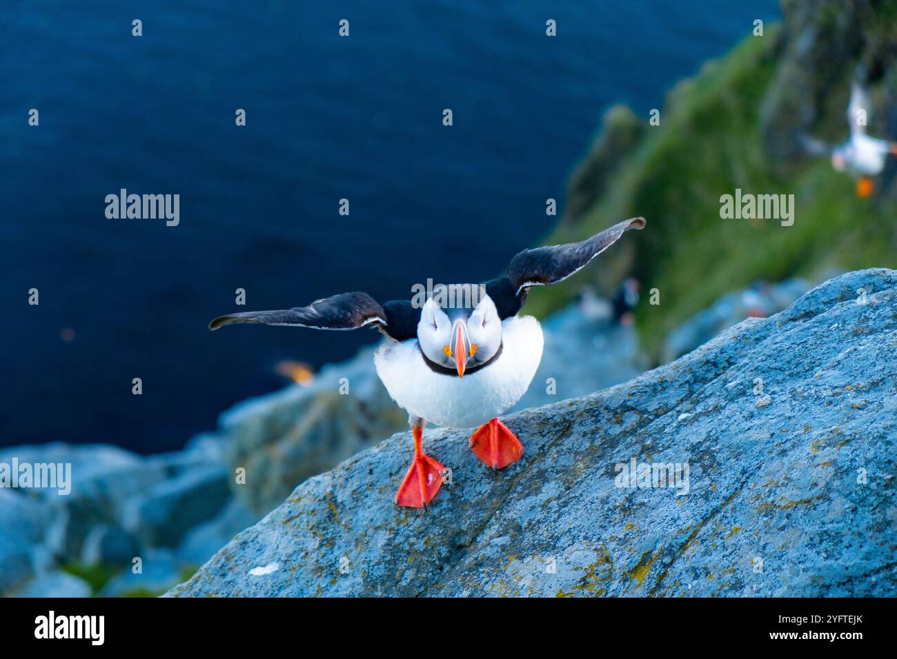 Atlantic Puffins bird or common puffin on a blue ocean background ...