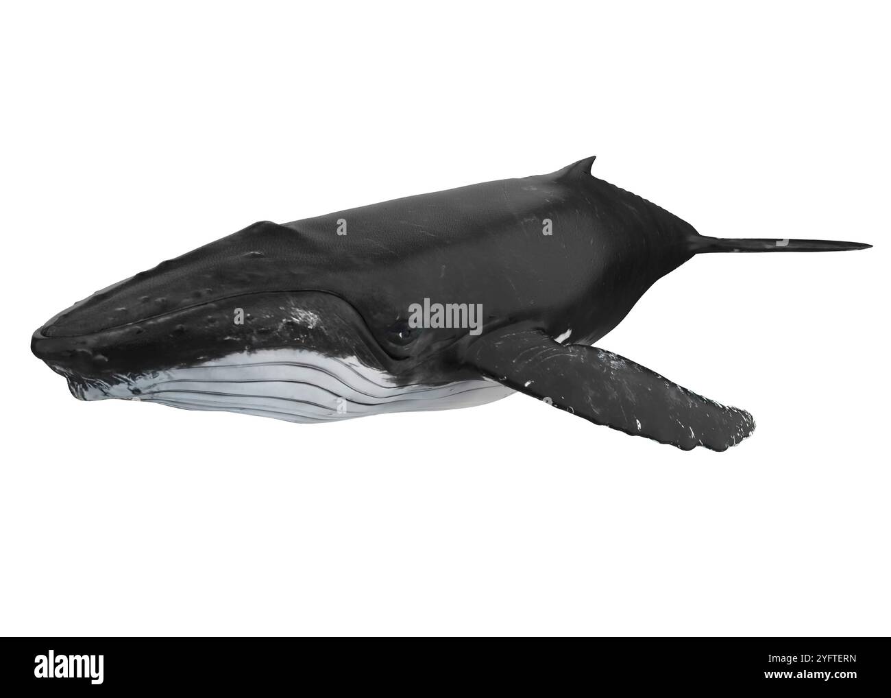 Whale fish hi-res stock photography and images - Alamy