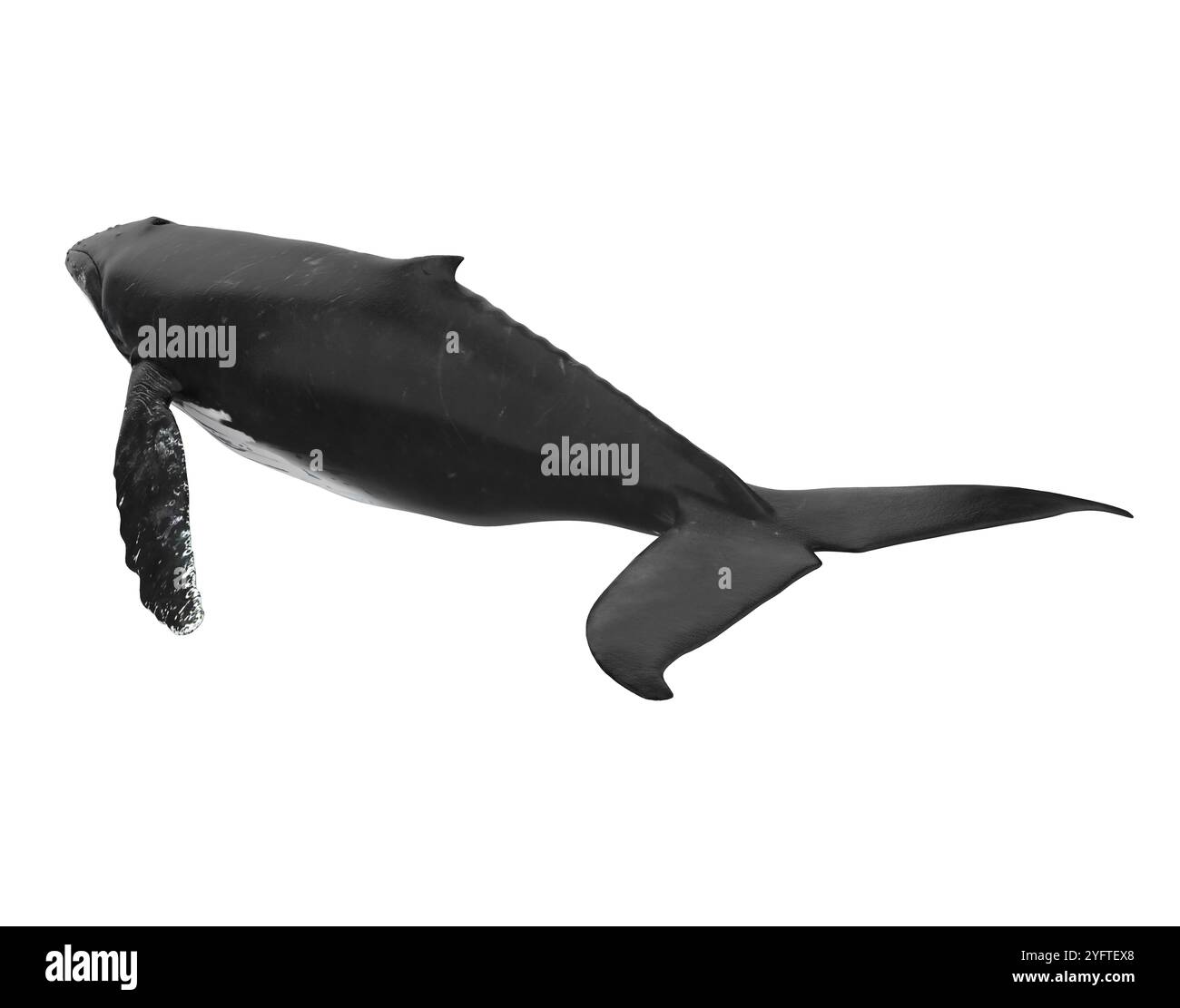 Whale fish hi-res stock photography and images - Alamy