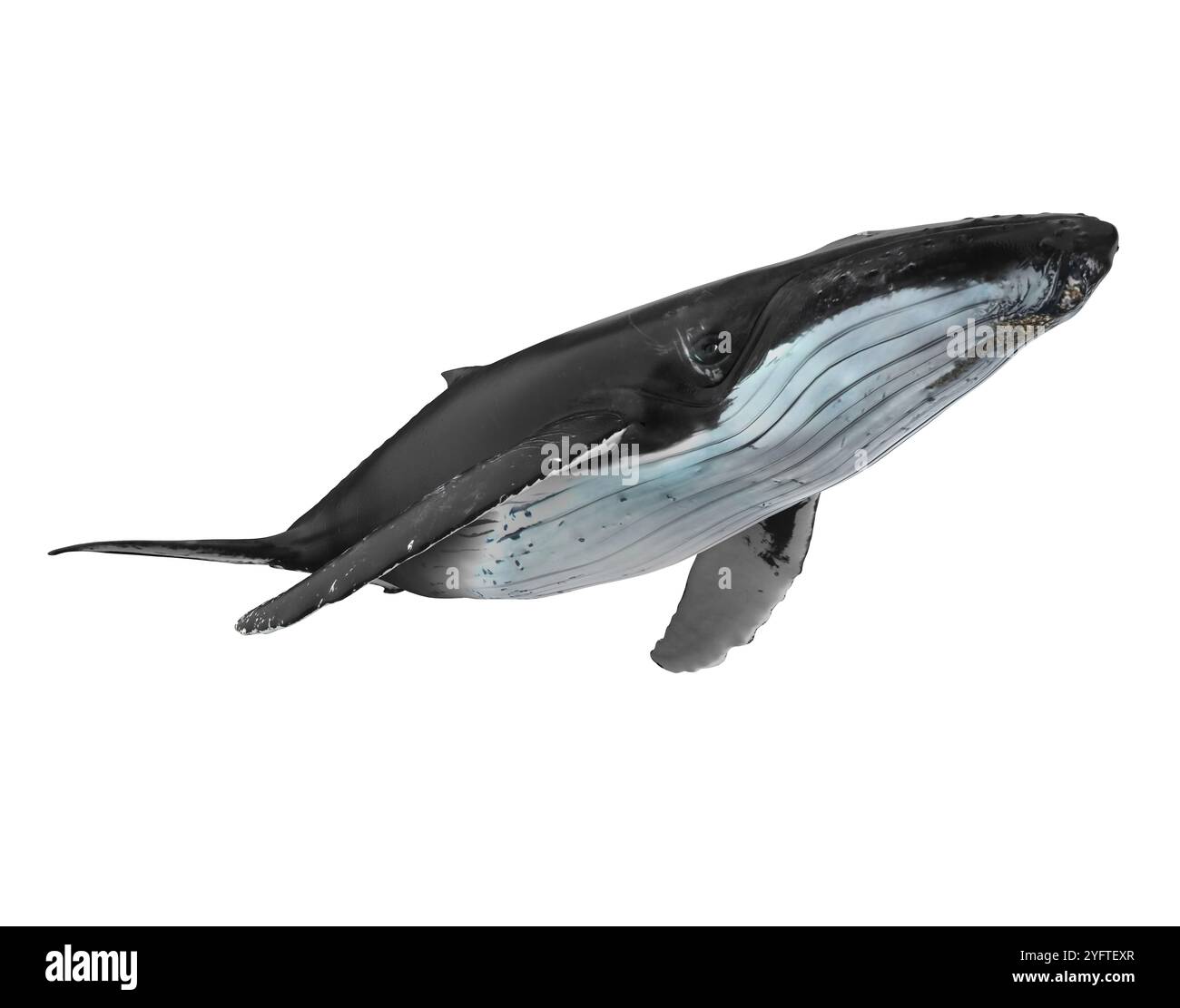 Whale Fish Isolated Stock Photo - Alamy