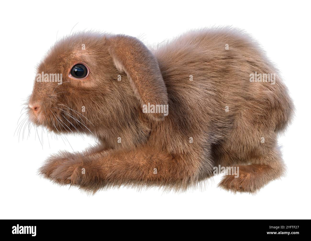 3D rendering of a holland lop rabbit isolated on white background Stock ...