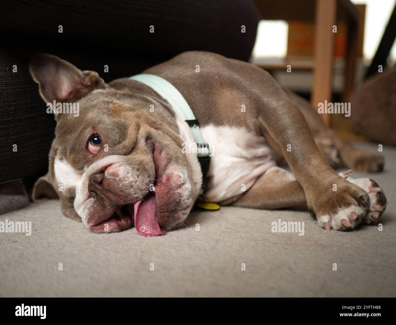 Bulldog with dry eye condition - pink red eye with tear gland ...