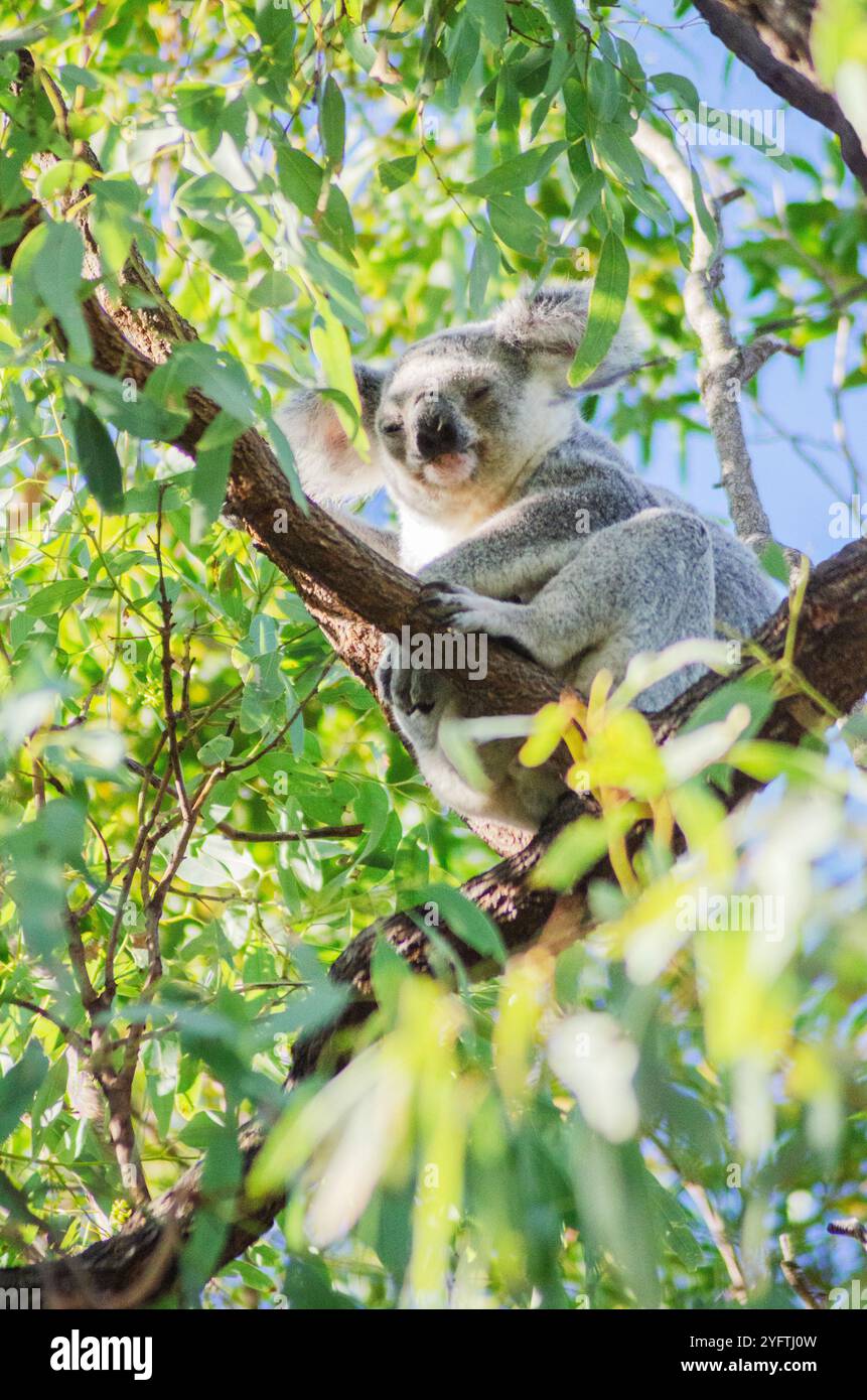 Cute koala bear resting on eucalyptus tree in its natural habitat on Magnetic Island, Queensland ...