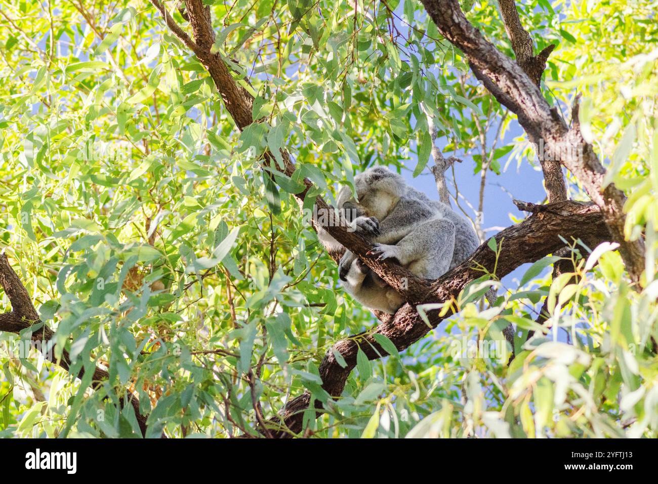 Cute koala bear resting on eucalyptus tree in its natural habitat on Magnetic Island, Queensland ...