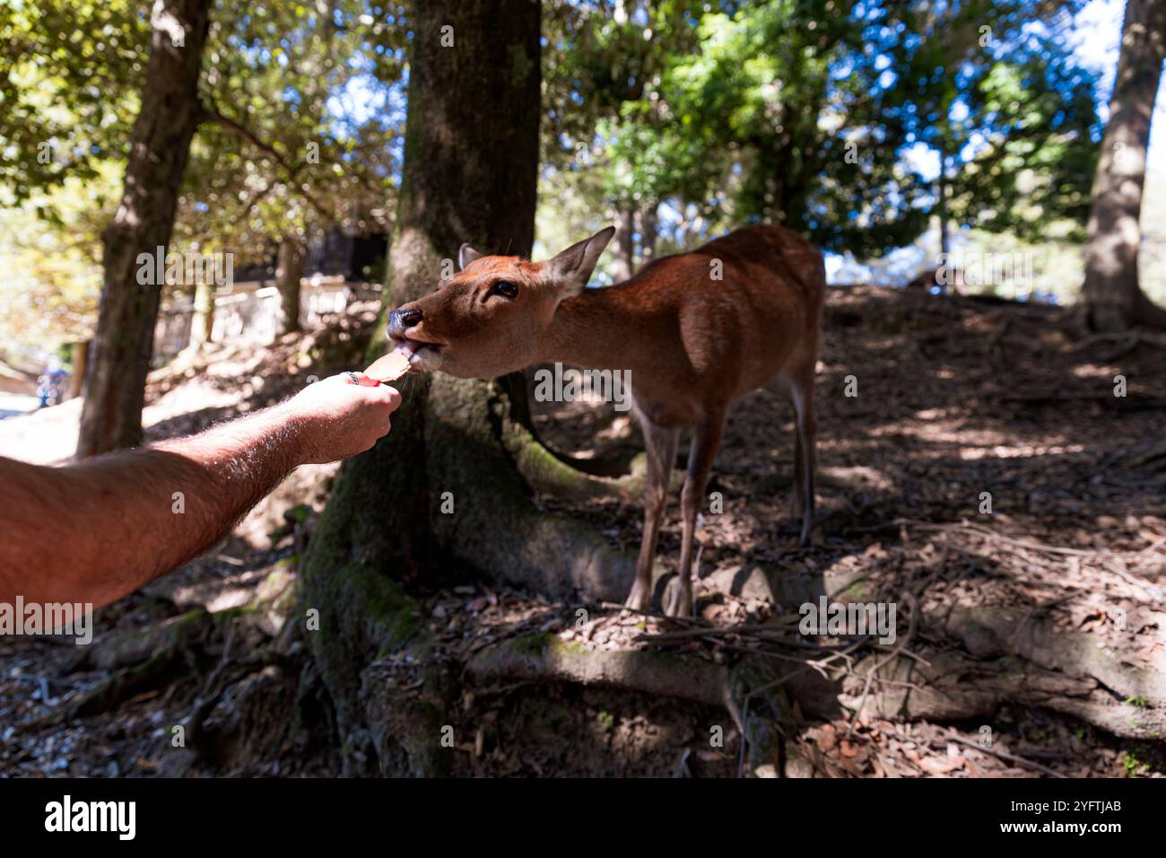 Deer in Nara Park, Japan © Giorgia De Dato Stock Photo - Alamy