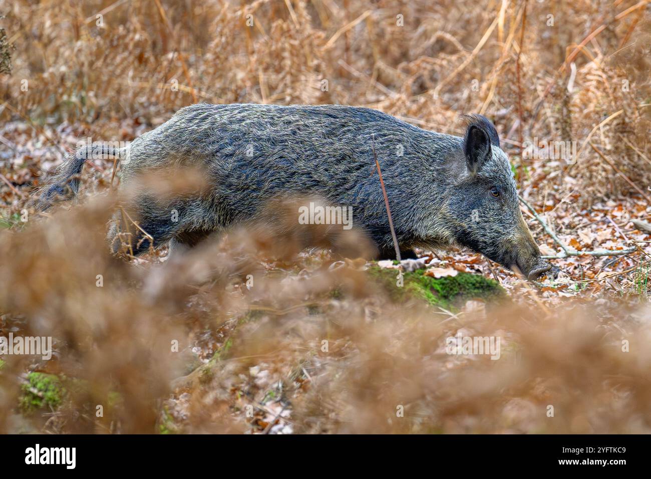 Wild Boar in the Forest of Dean Stock Photo - Alamy